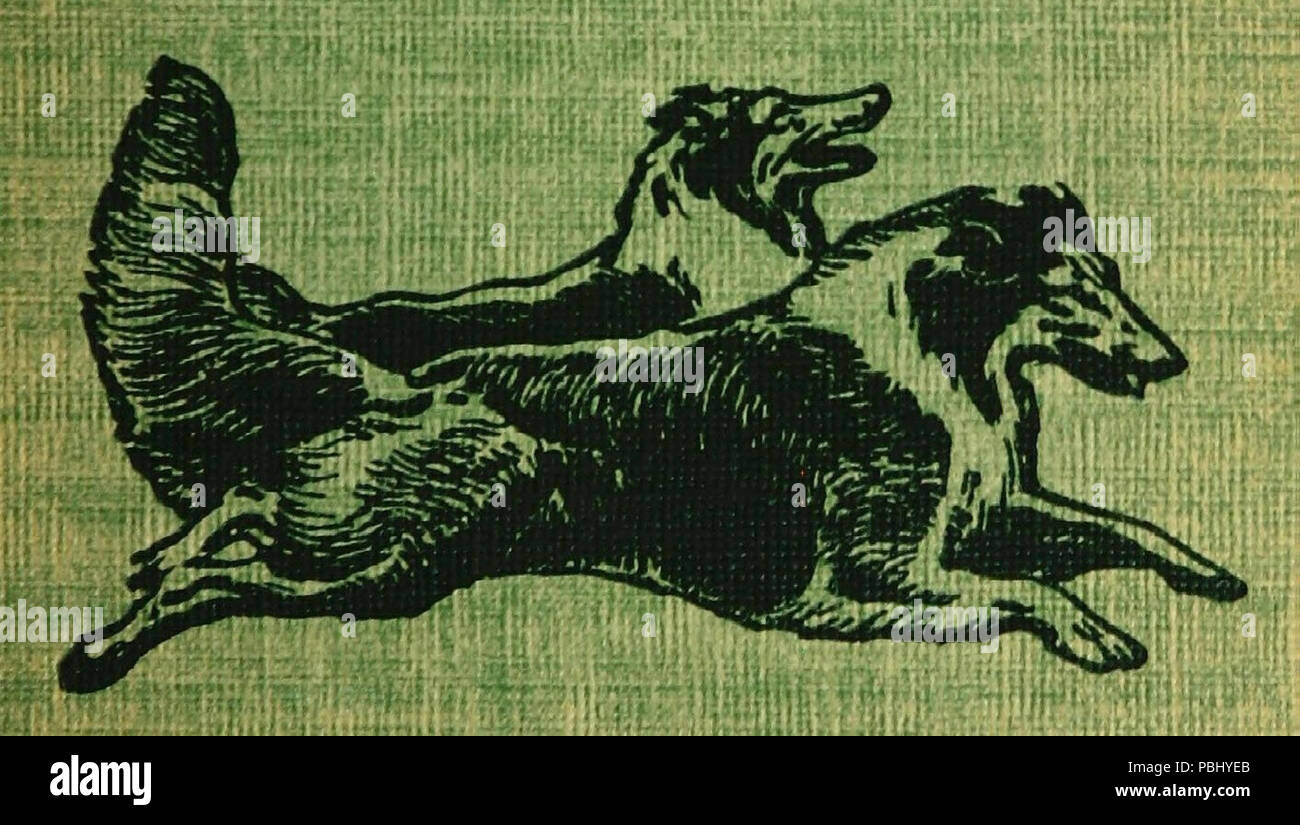 1782 Two running Rough Collies Stock Photo - Alamy