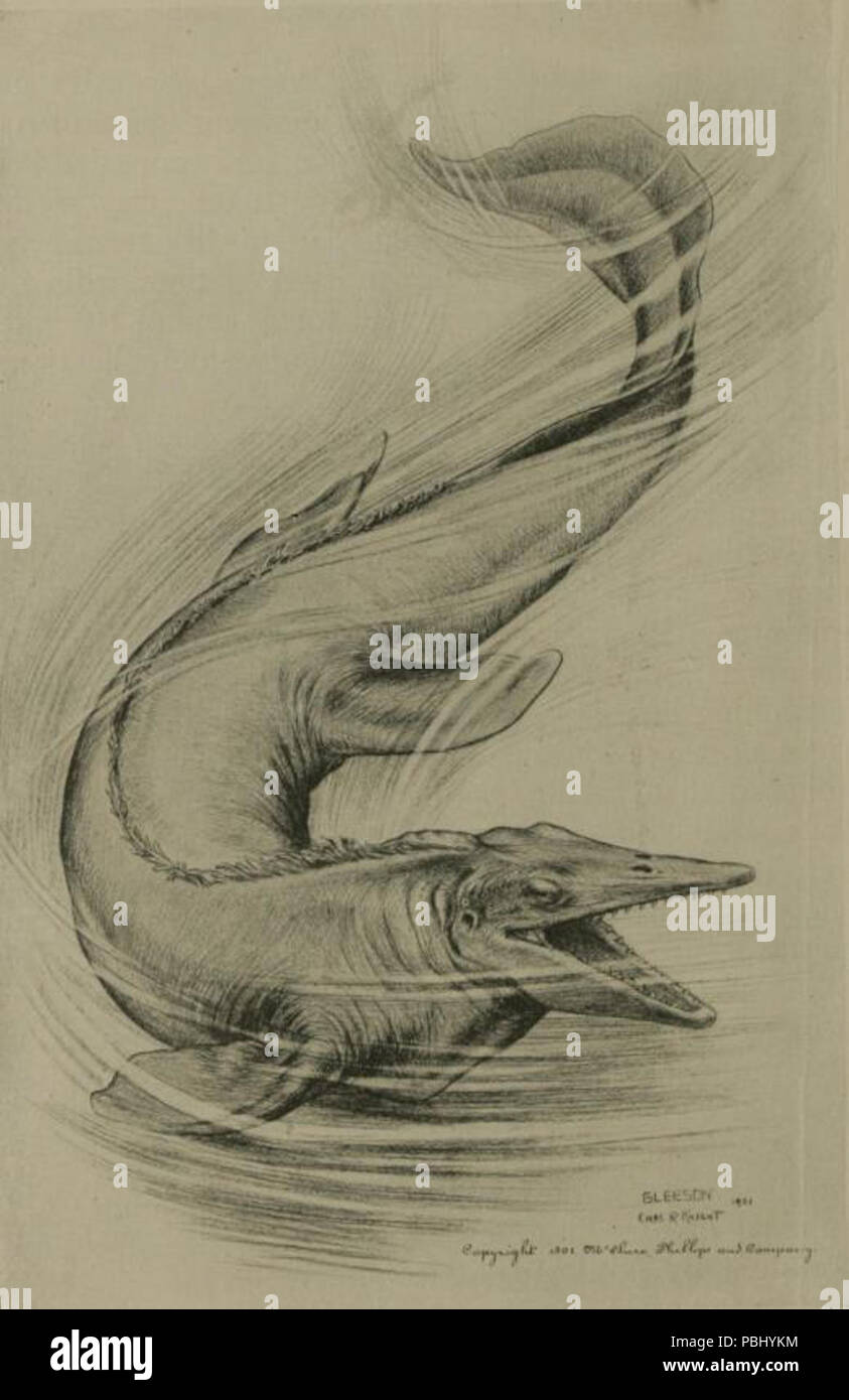 Tylosaurus hi-res stock photography and images - Alamy