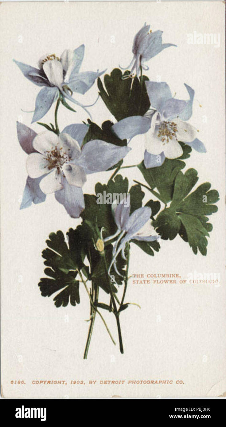 Columbine colorado state flower hi-res stock photography and images - Alamy