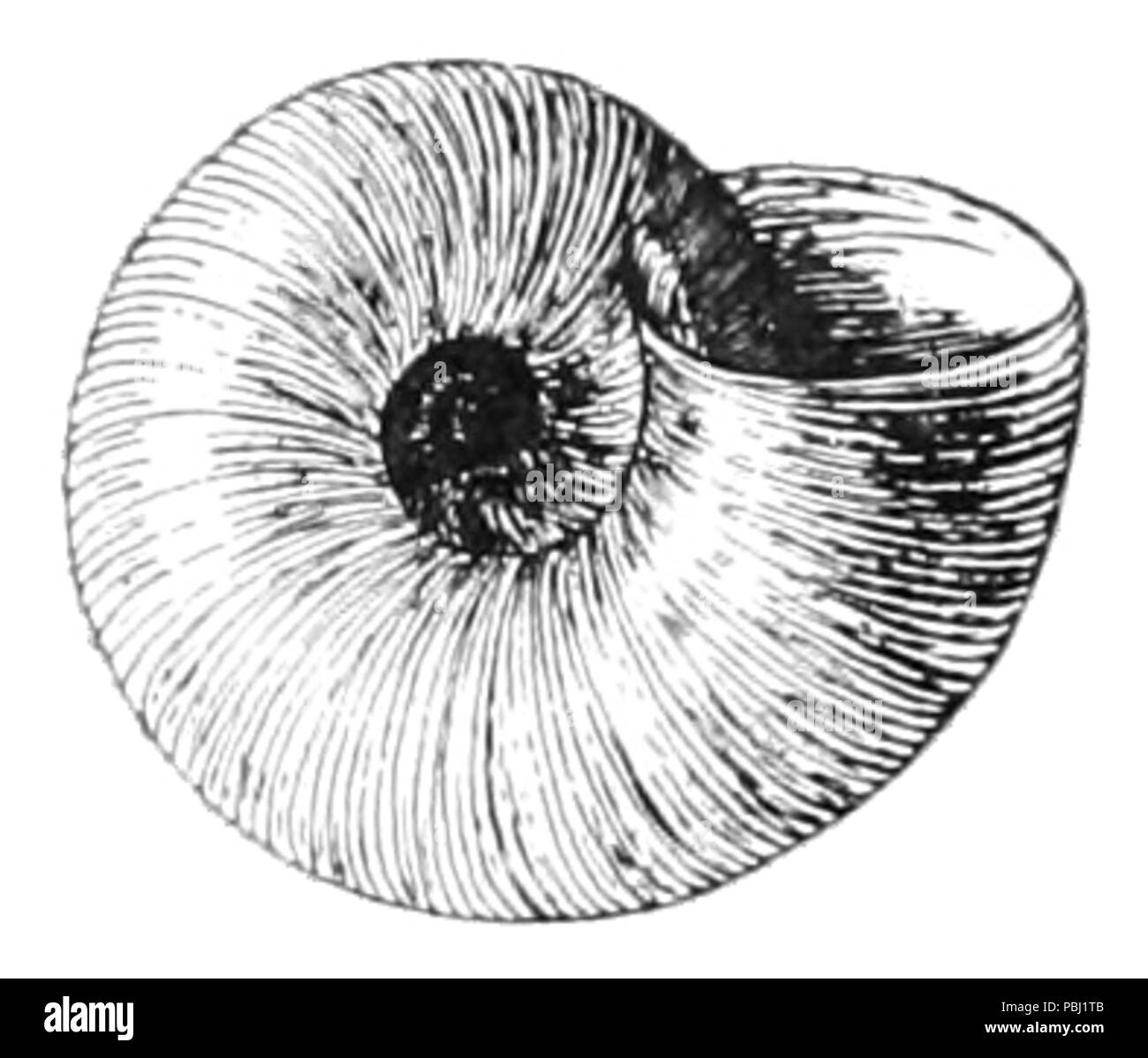 Valvata Black and White Stock Photos & Images - Alamy