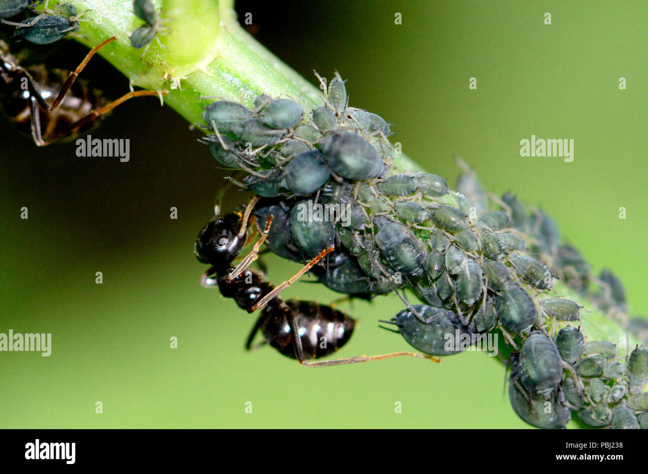 Ants farming aphids hi-res stock photography and images - Alamy Ants farming aphids hi-res stock photography and images - Alamy