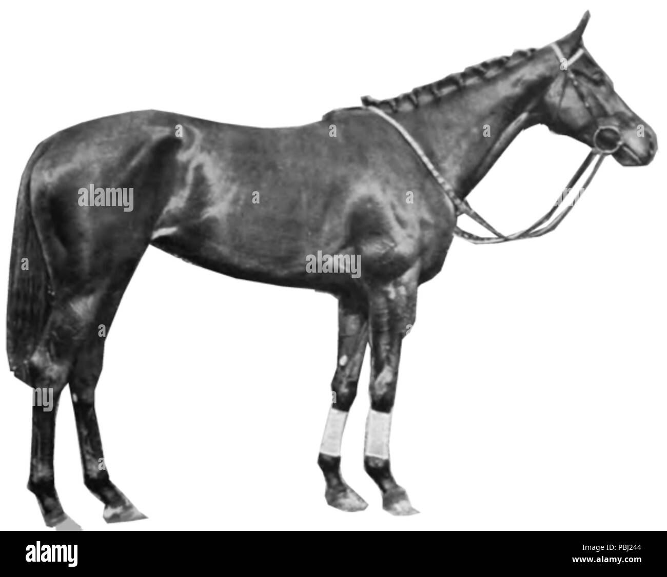19th century horse breeding Black and White Stock Photos & Images - Alamy
