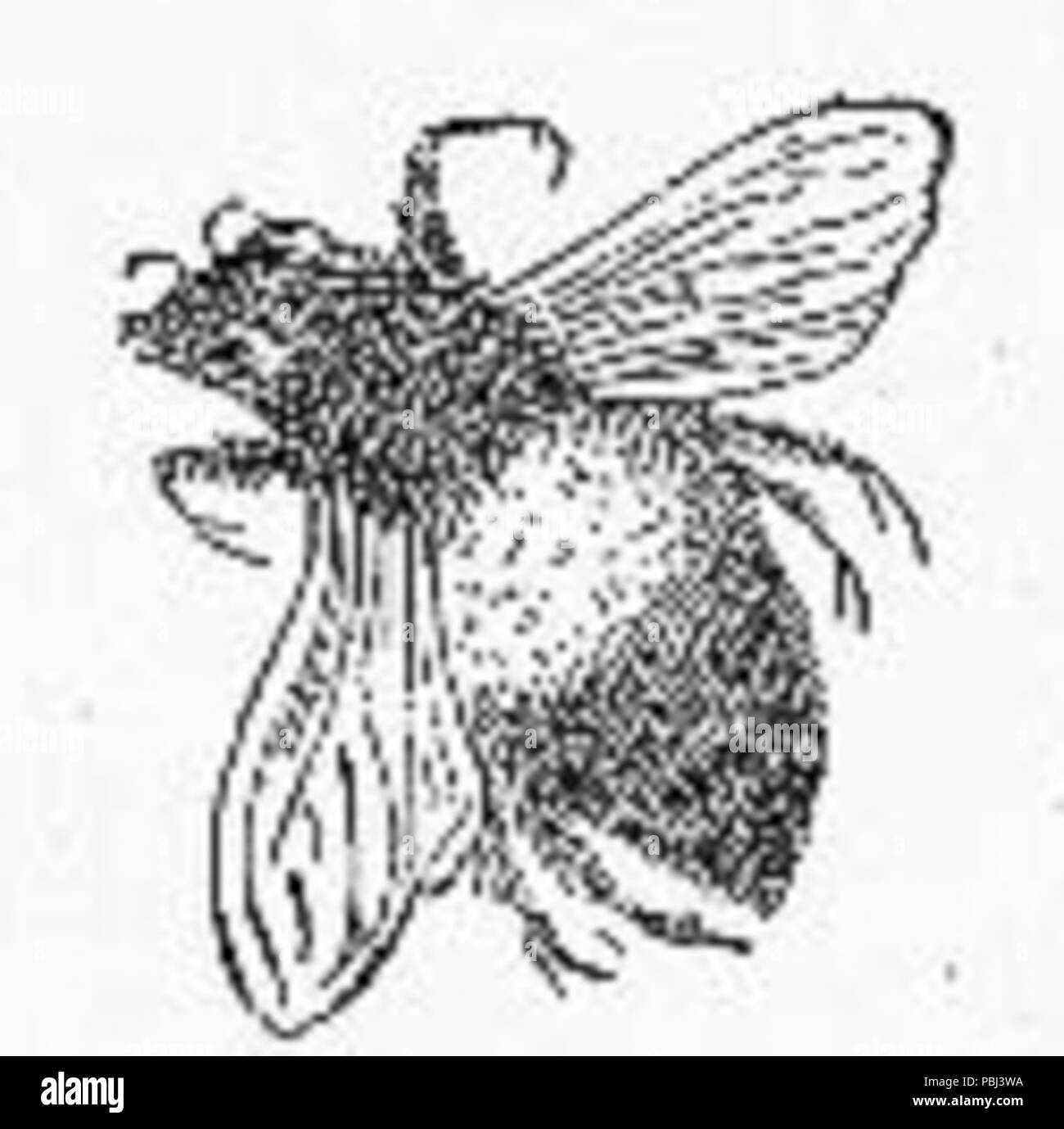 Vintage art bee Cut Out Stock Images & Pictures - Alamy