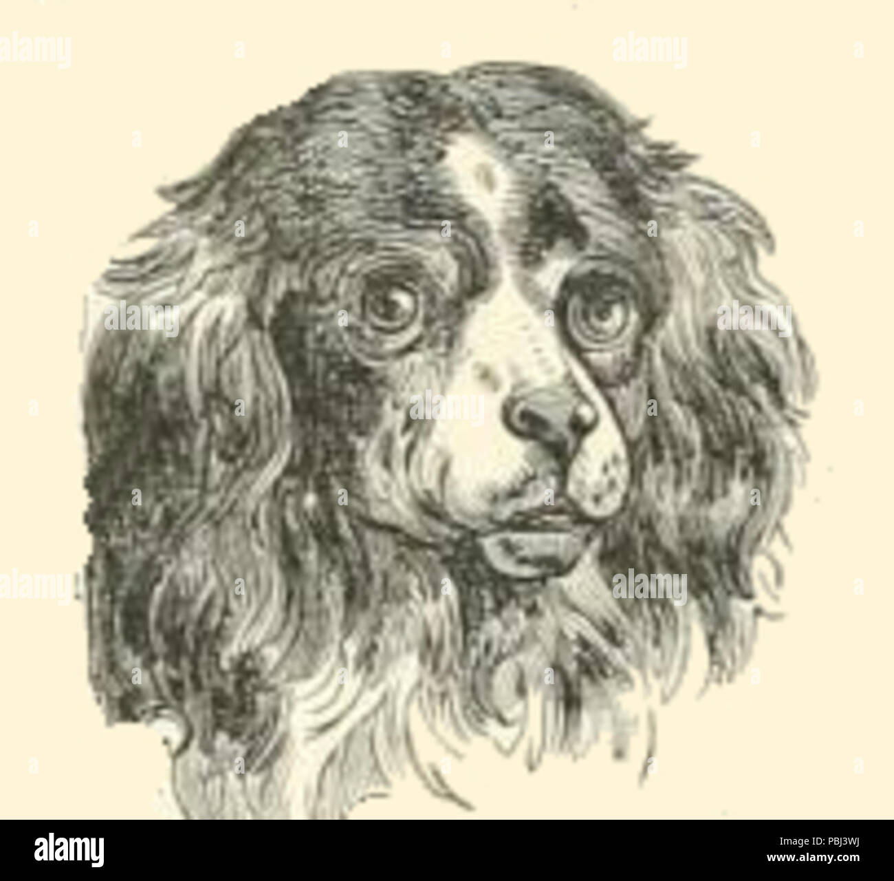 Vintage dog portrait hi-res stock photography and images - Alamy