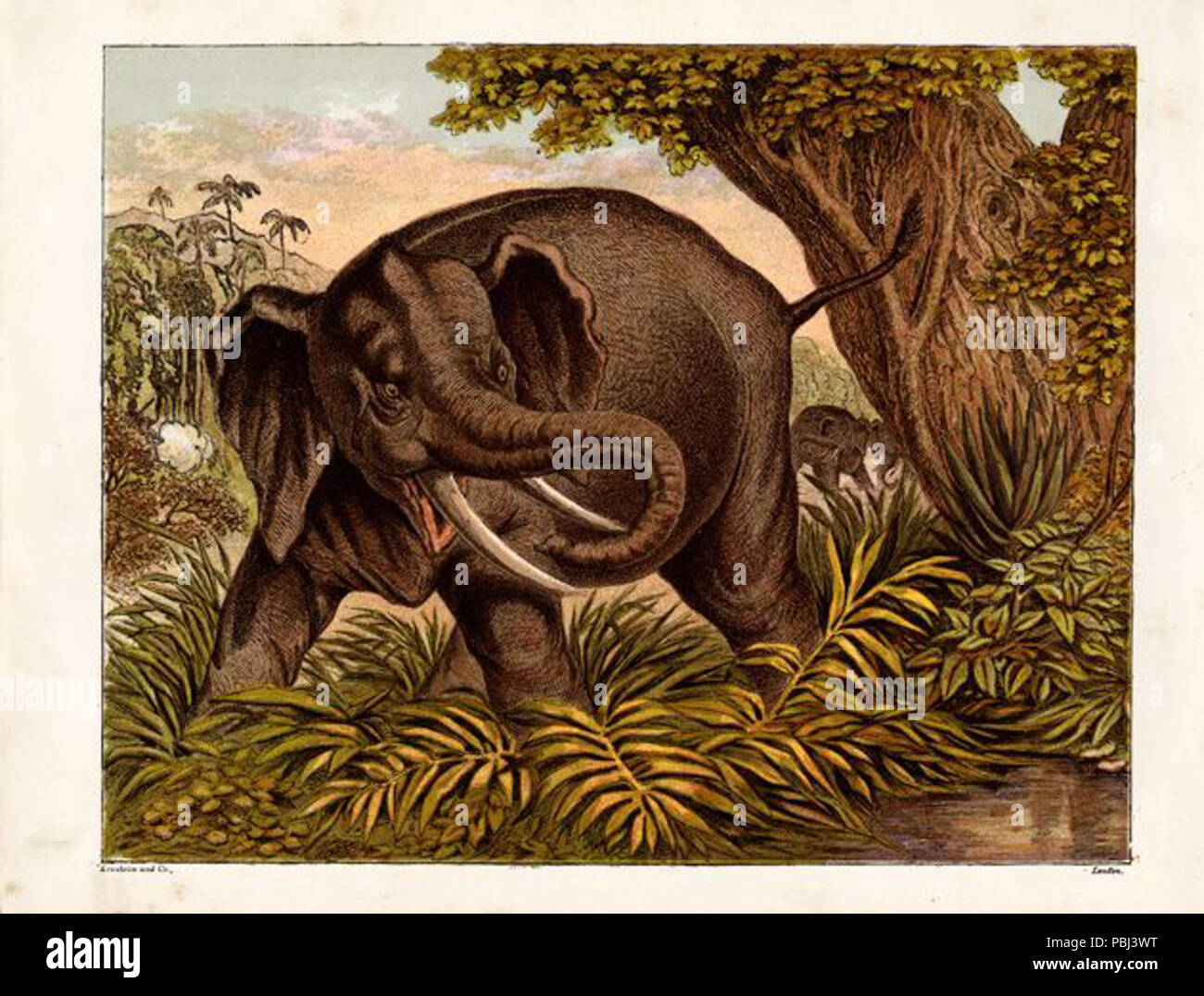 1821 Vintage Elephant Drawing Stock Photo - Alamy