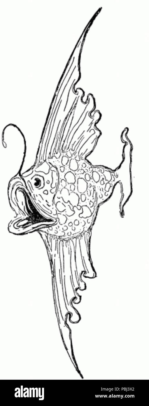 1821 Vintage Fish Drawing Stock Photo - Alamy