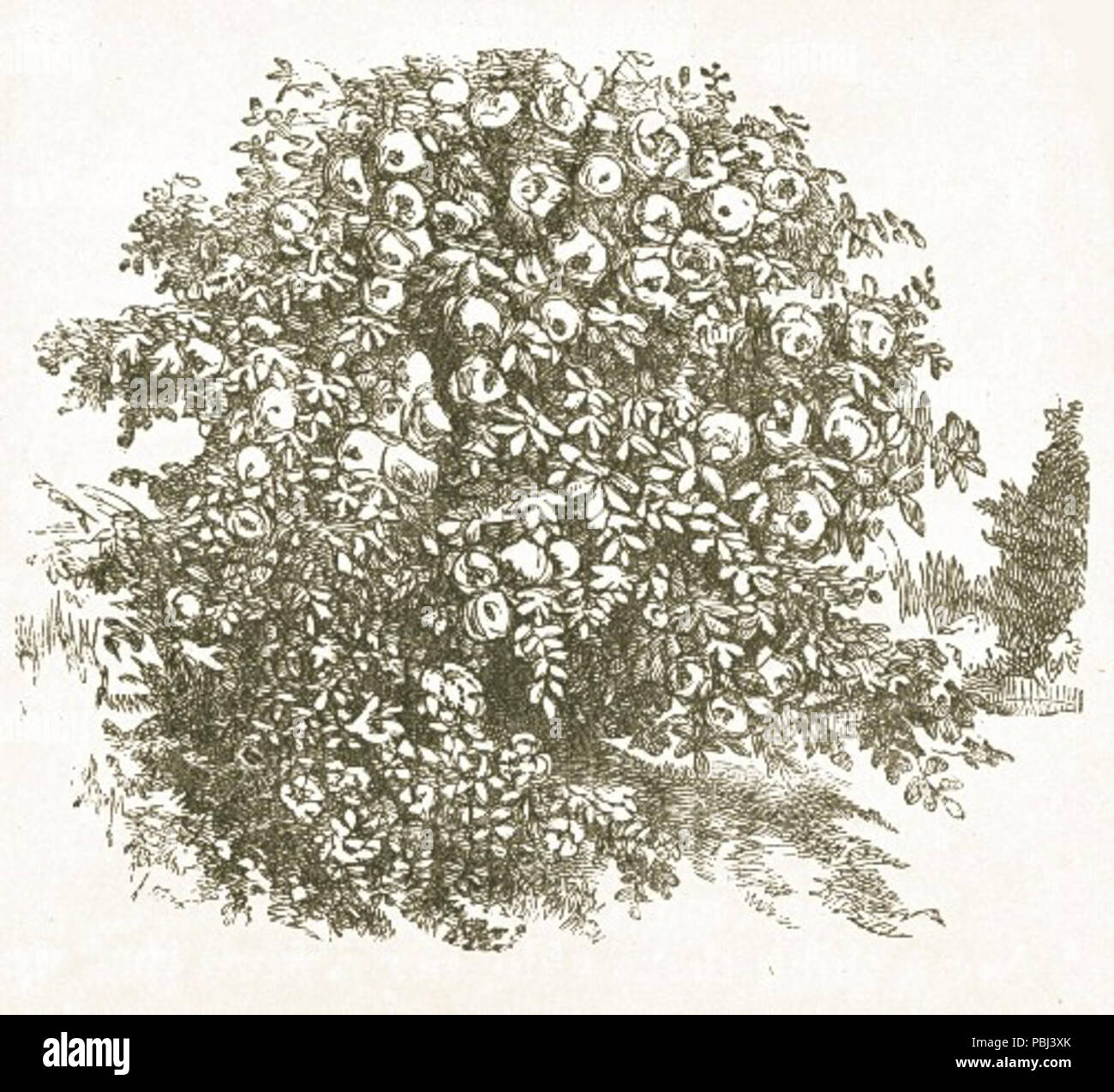 1821 Vintage Rose Bush Drawing Stock Photo - Alamy