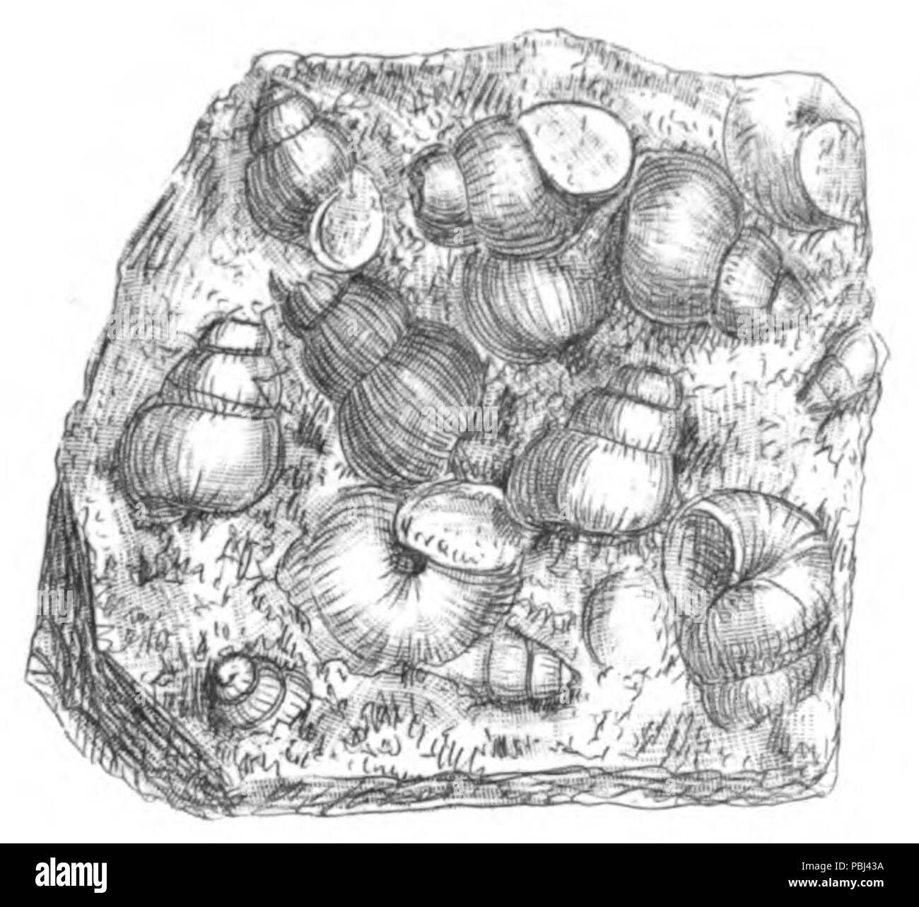 Scientific study of shell morphology hi-res stock photography and ...