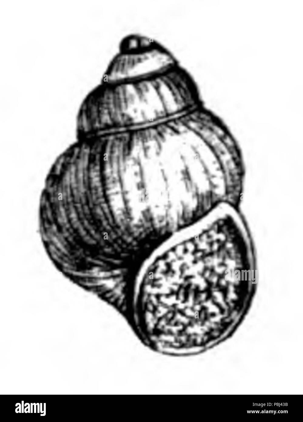 Viviparus hi-res stock photography and images - Alamy