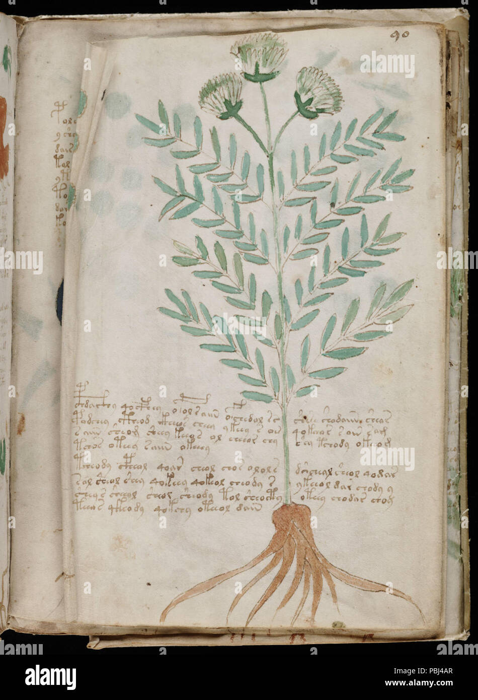 Voynich code hi-res stock photography and images - Alamy