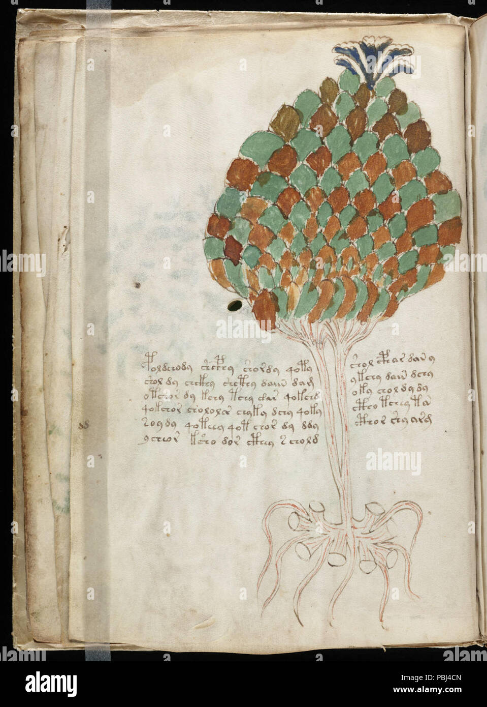 Voynich manuscript hi-res stock photography and images - Alamy