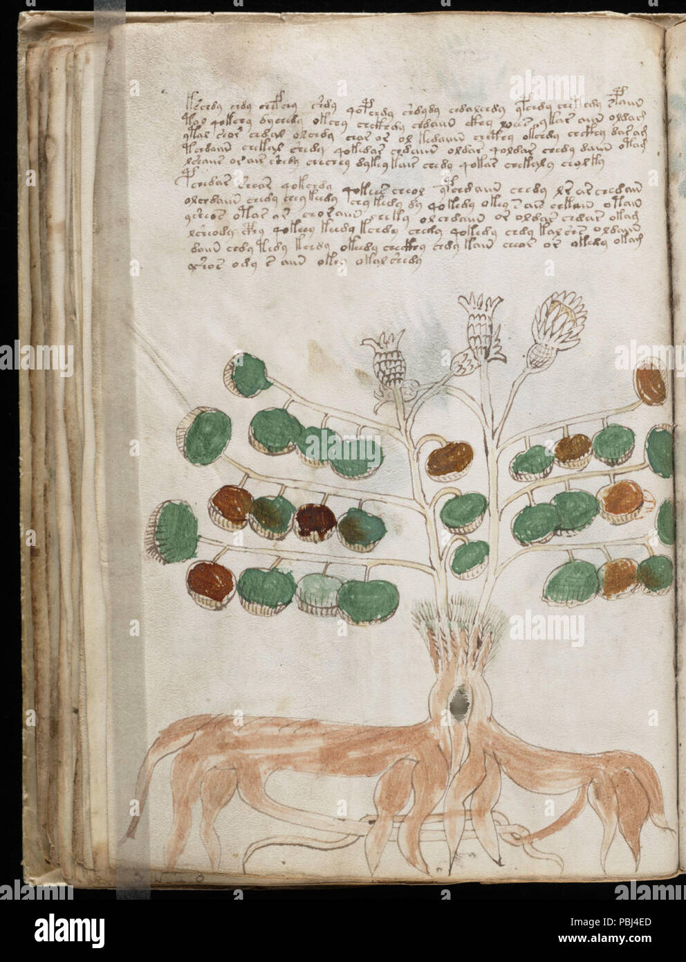 Plant manuscript hi-res stock photography and images - Alamy