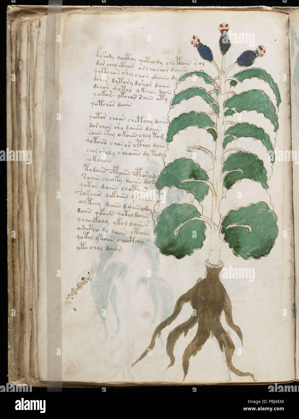 Voynich codex hi-res stock photography and images - Alamy