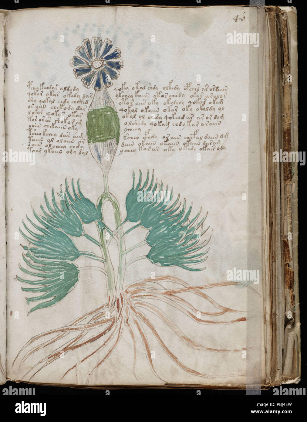 1824 Voynich Manuscript (79 Stock Photo - Alamy