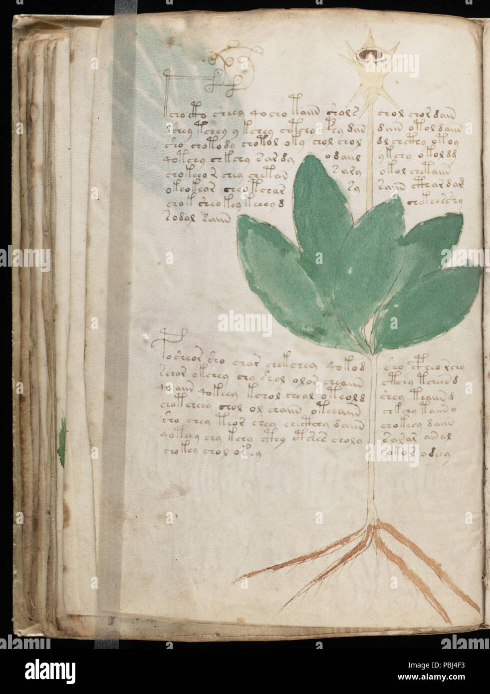 The voynich codex hi-res stock photography and images - Alamy