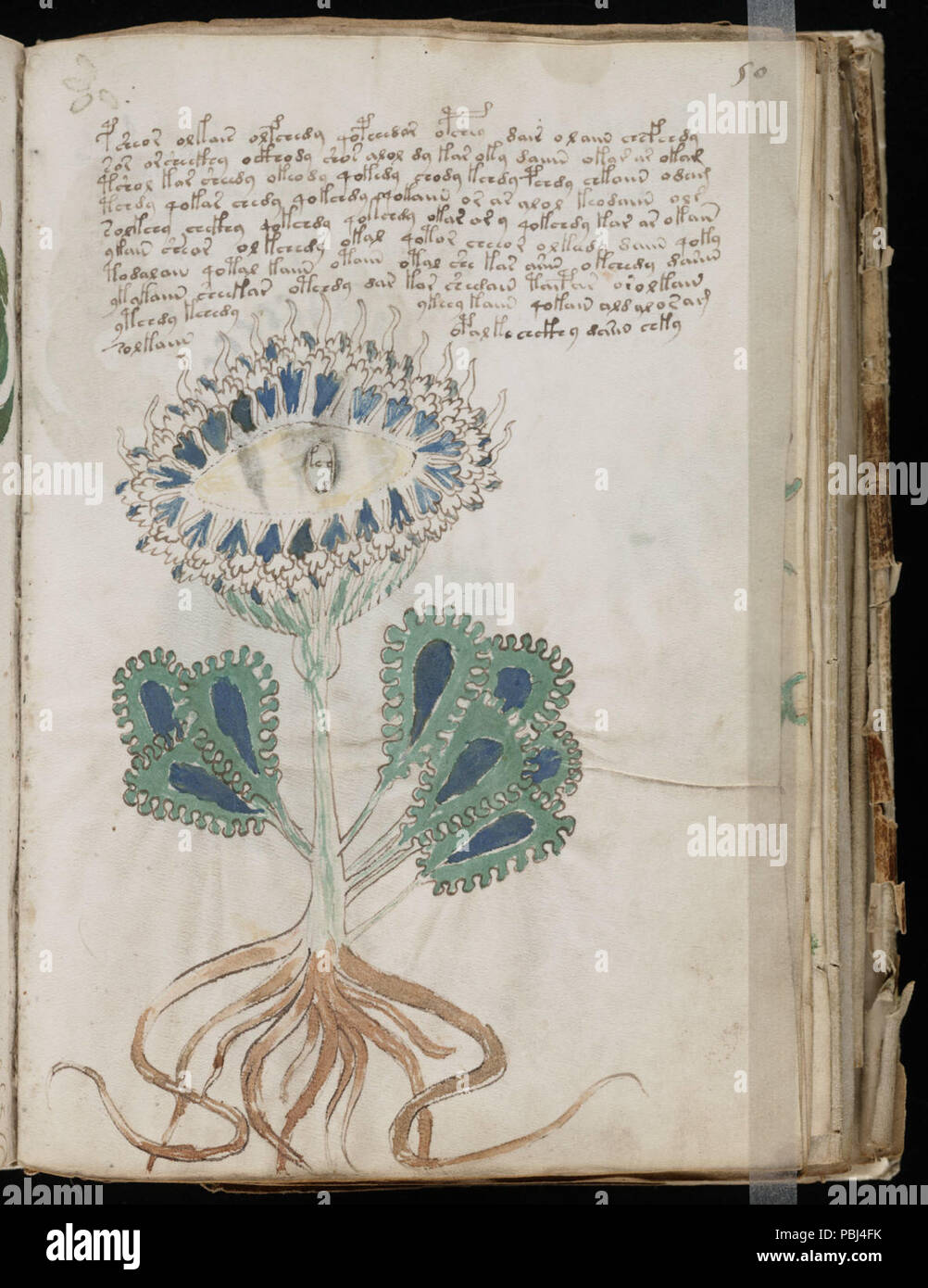 Voynich manuscript research hi-res stock photography and images - Alamy