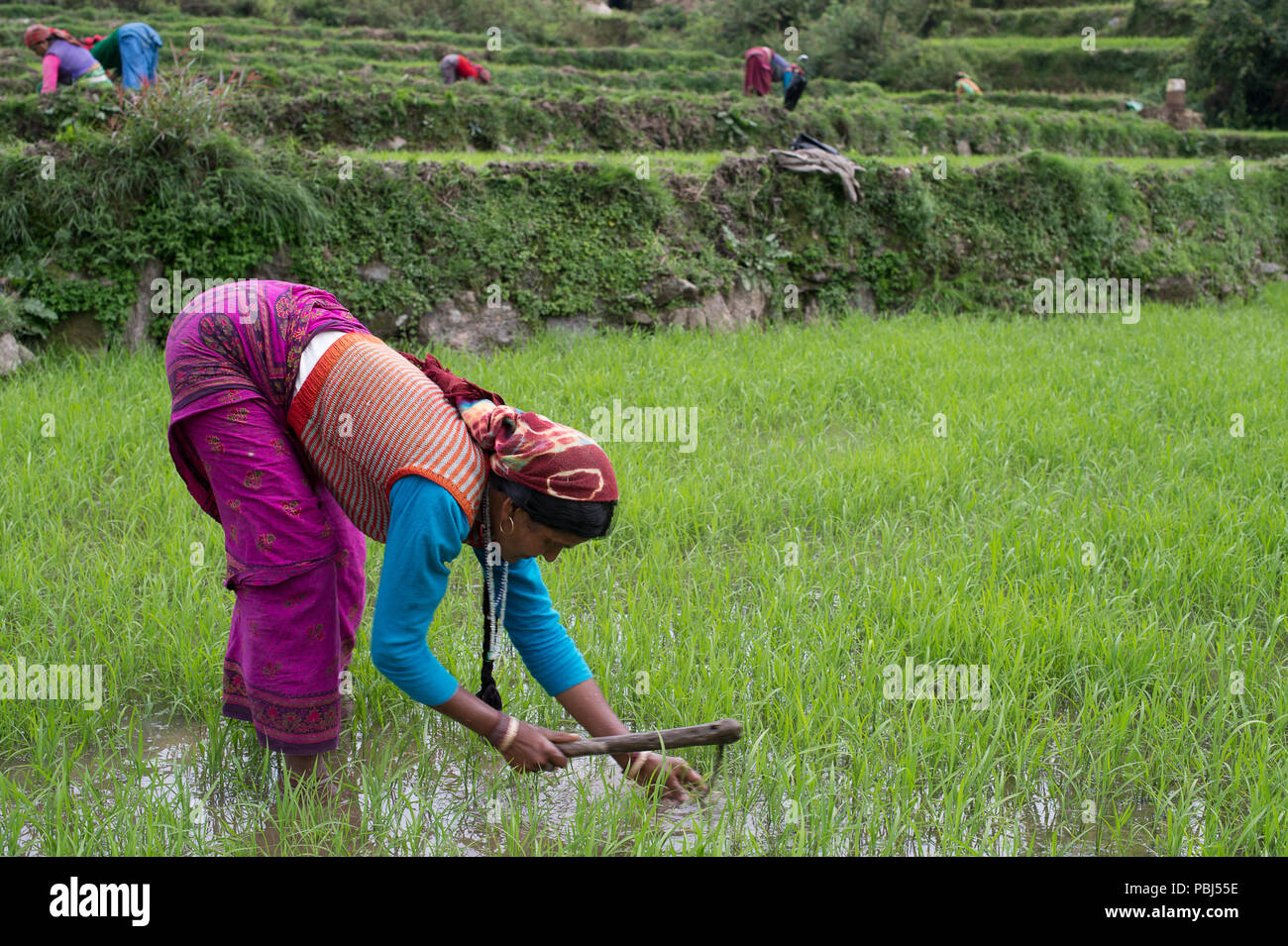 Himalayan woman hi-res stock photography and images - Alamy