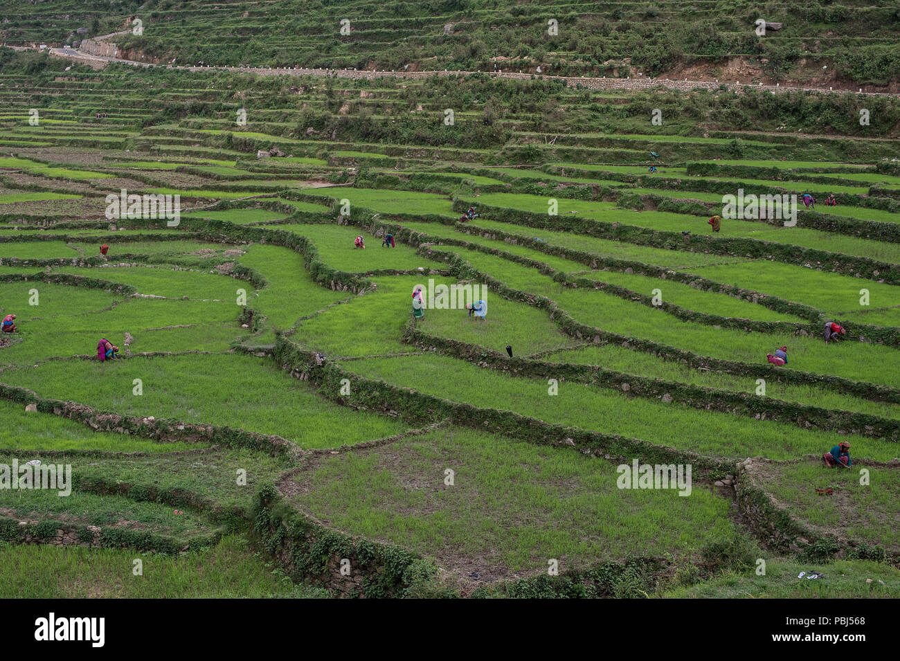 Farmer at work in terraced rice plantations in the pre-himalayan small ...