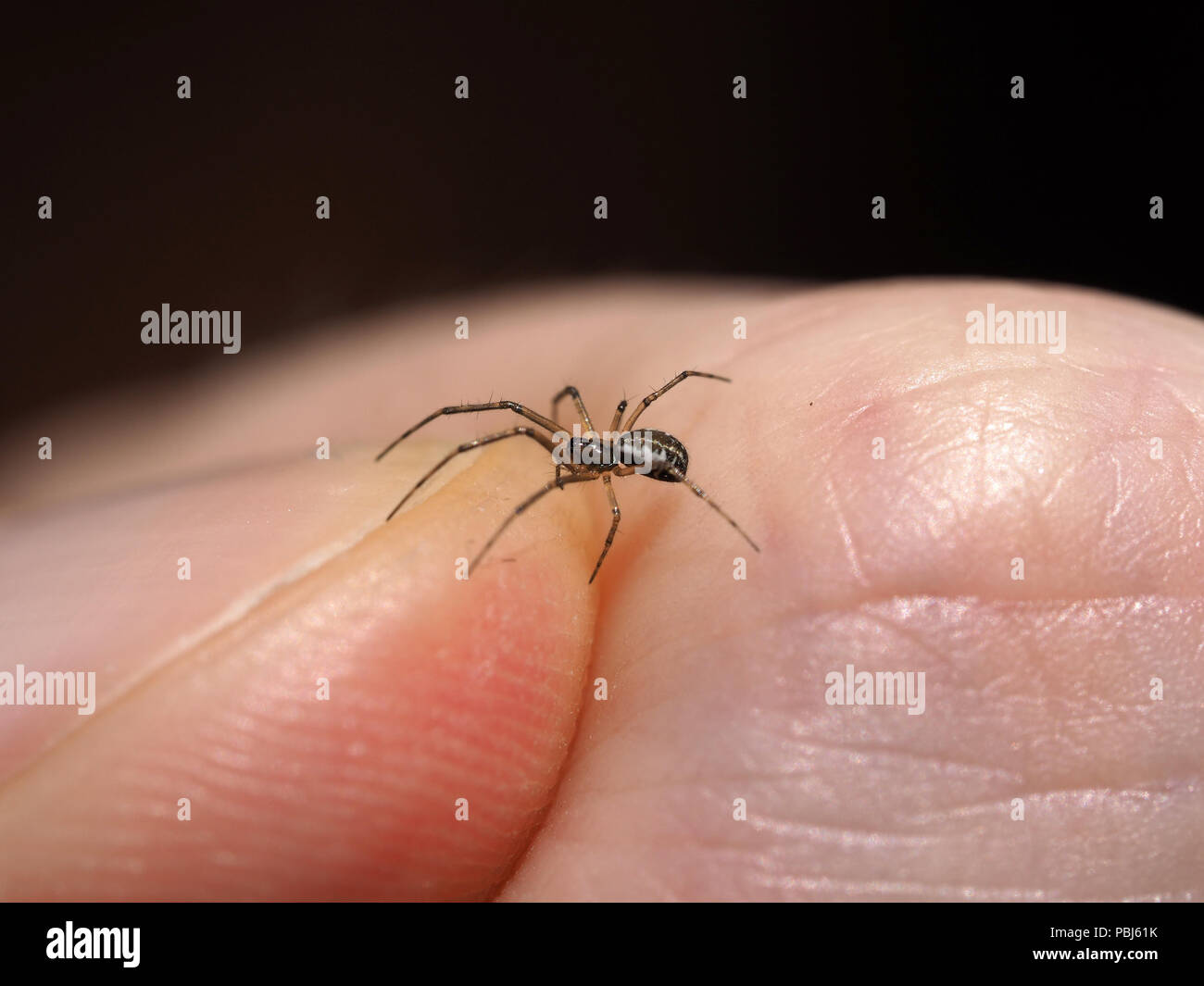 Spider on hand Stock Photo - Alamy