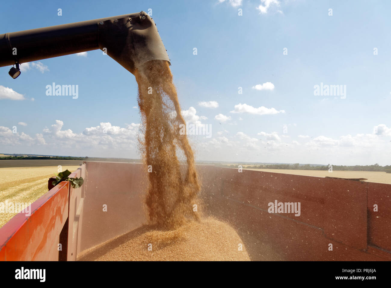 Combine harvester load wheat in the truck at the time of harvest in a ...