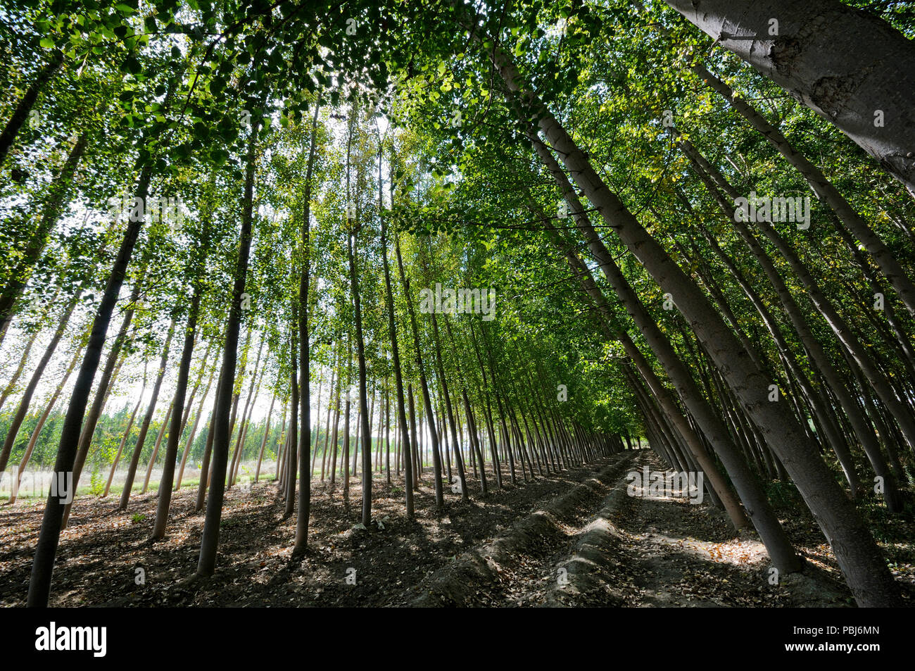 Poplar Forest in Fuente Vaqueros, Granada, Andalusia, Spain Stock Photo ...