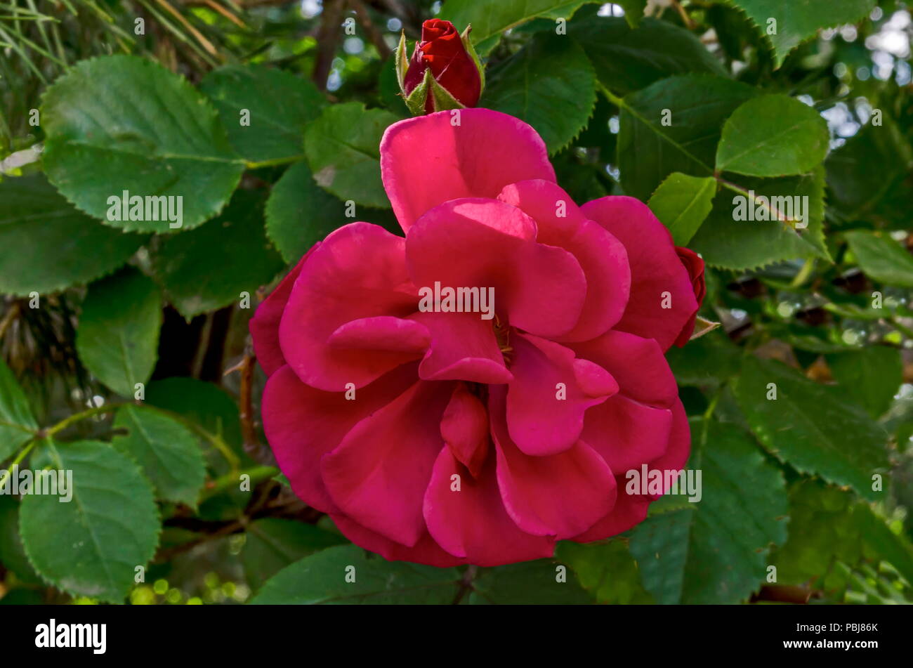Red rose bush in bloom at natural outdoor garden, district Drujba ...