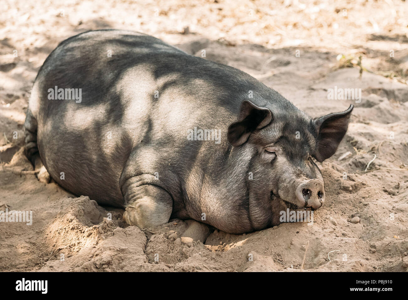 Household Pig Enjoys Relaxing In Dirt. Large Black Pig Resting In Sand ...