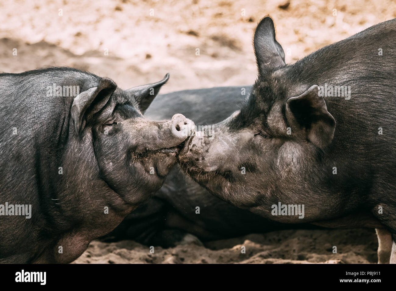 Two Household Pigs Enjoys Kissing Each Other In Farm Yard. Large Black ...