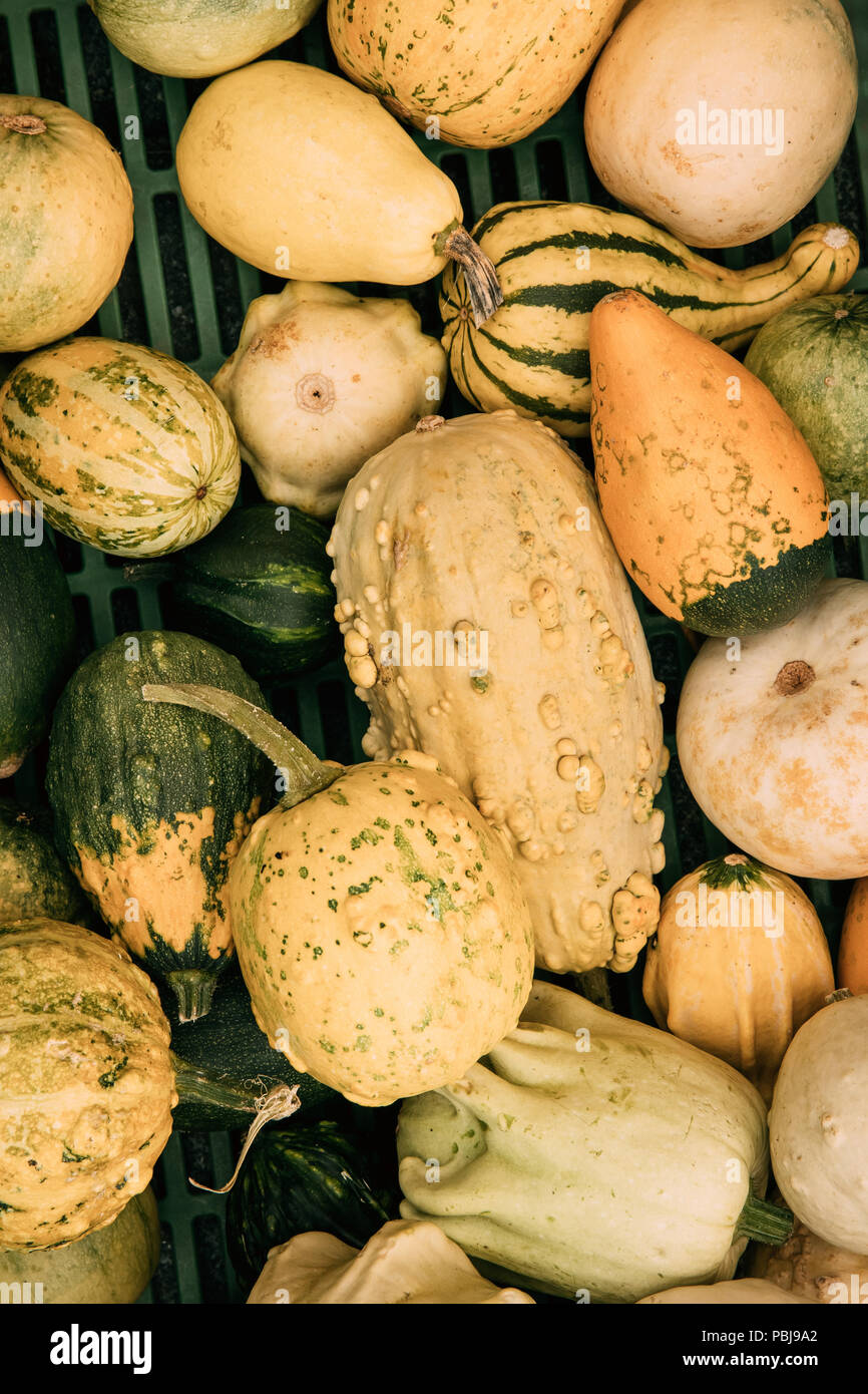 Pumpkins Of Different Sizes, Colors And Shapes. Top View Of Ripe ...