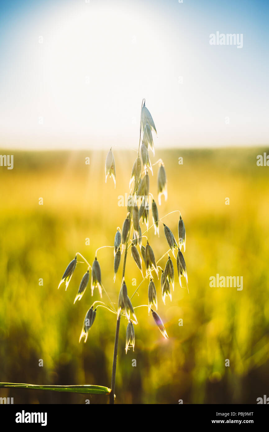 Oat plant hi-res stock photography and images - Alamy