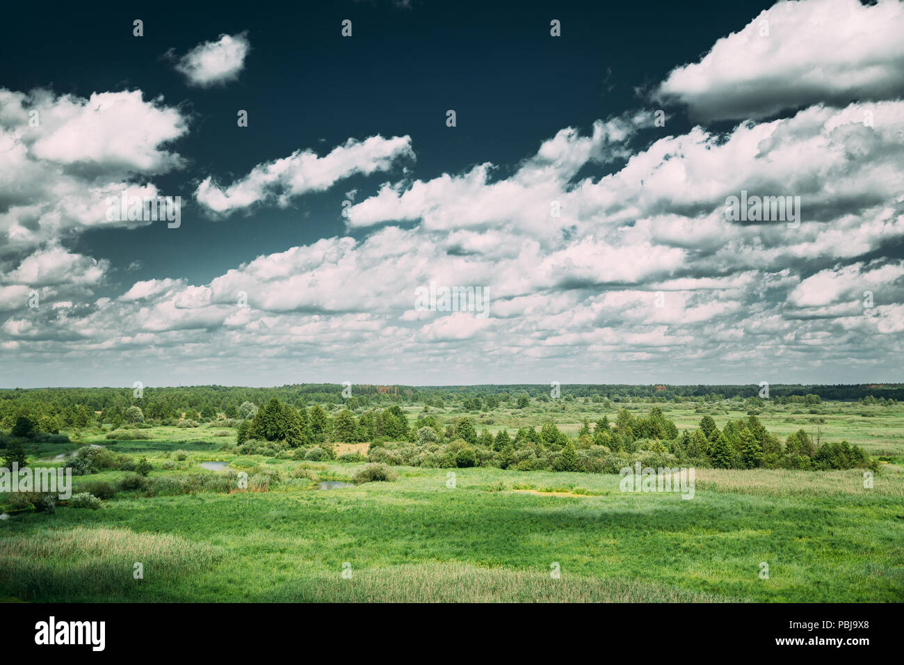 Summer Meadow And Grove Landscape Under Scenic Dramatic Sky With Fluffy ...