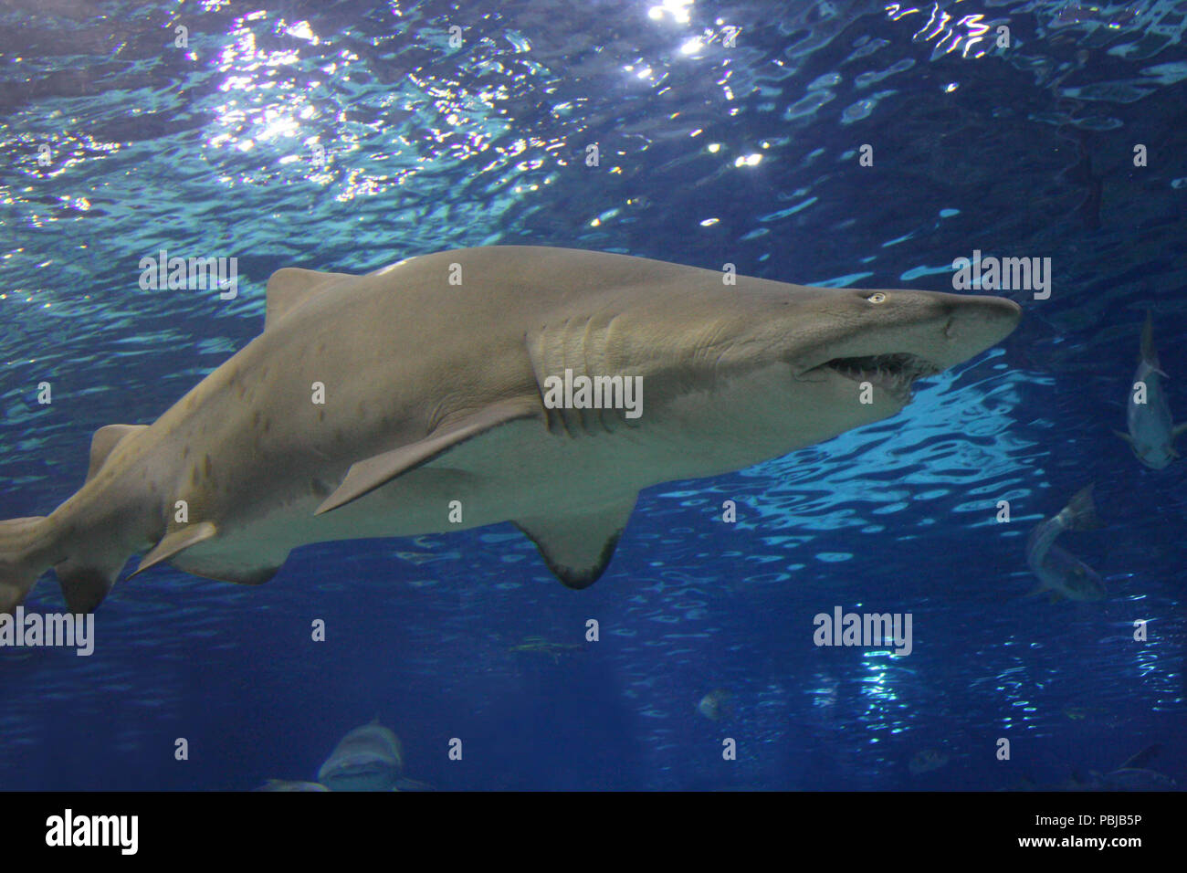 details shot of an shark in close up Stock Photo - Alamy