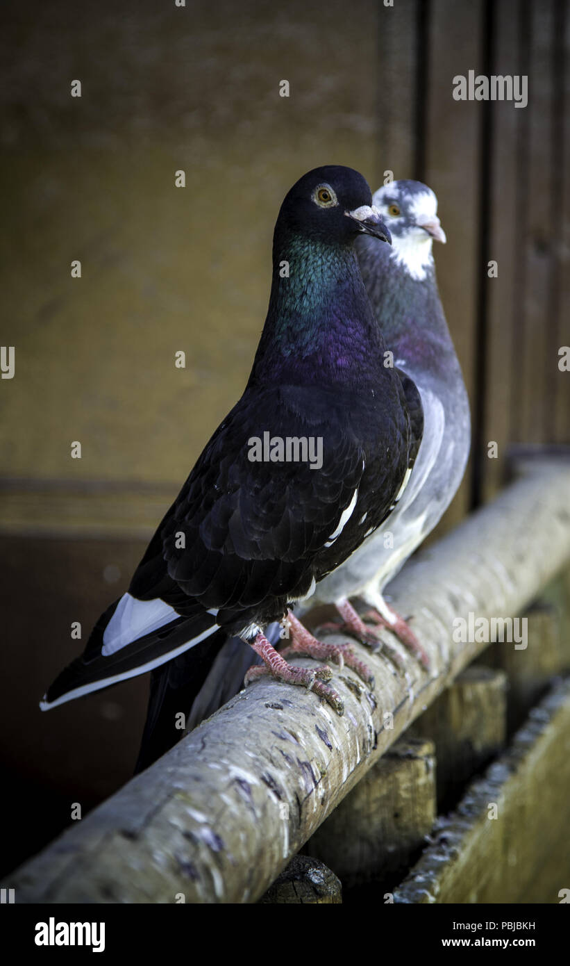 Homing pigeons, detail of birds Stock Photo - Alamy