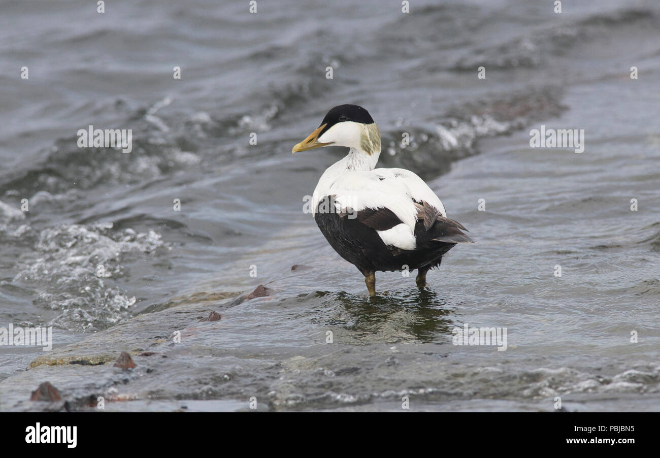 Eider drake standing hi-res stock photography and images - Alamy