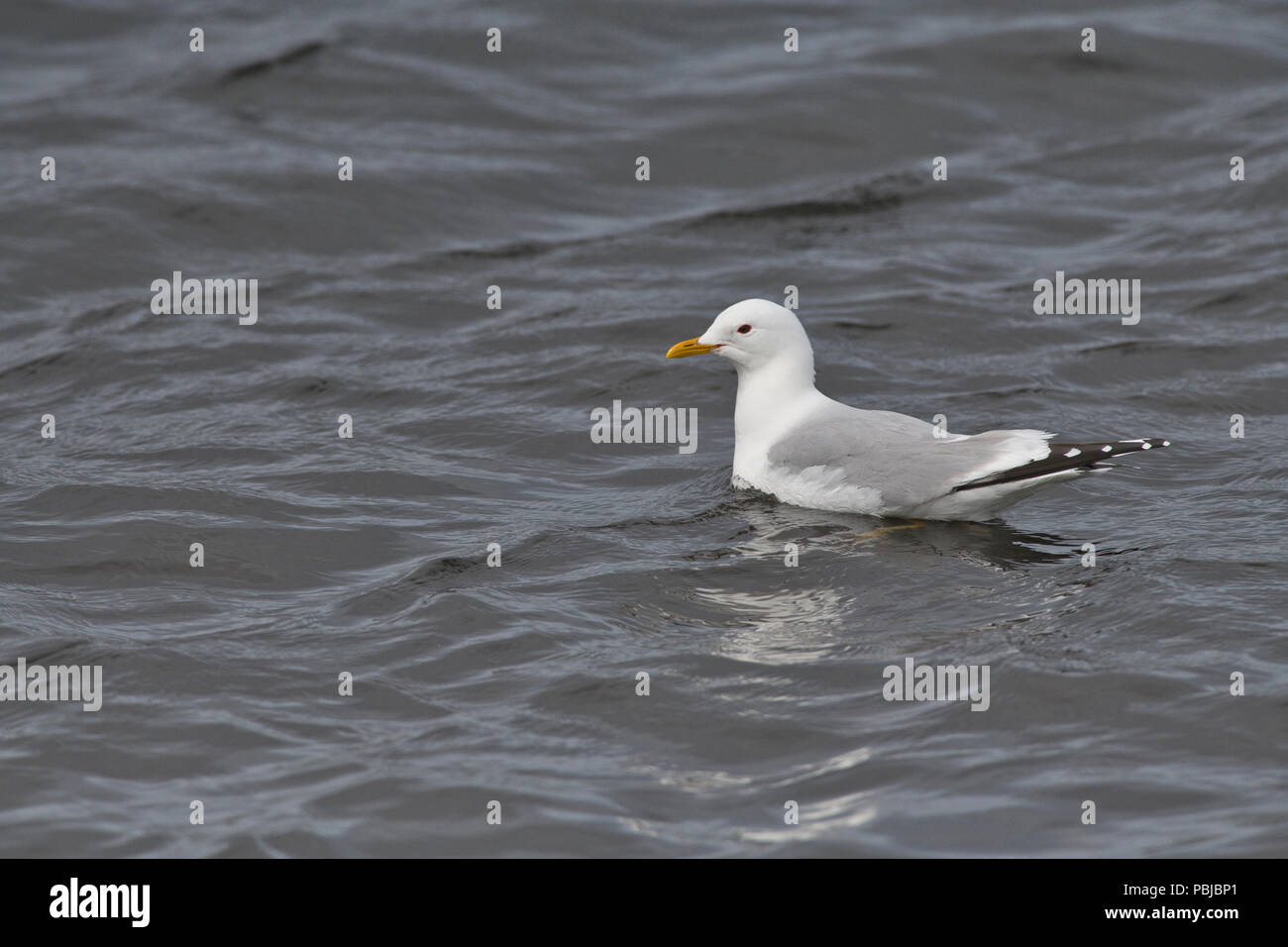 Common or mew gull (Larus canus) swimming in the sea, Grutness Voe ...