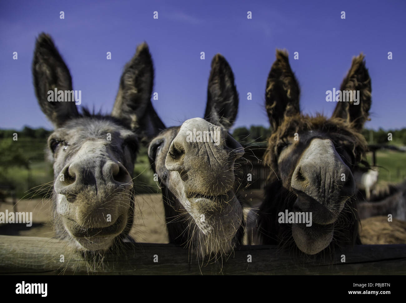 Smiling farm donkeys, detail of mammals, domestic animal Stock Photo ...
