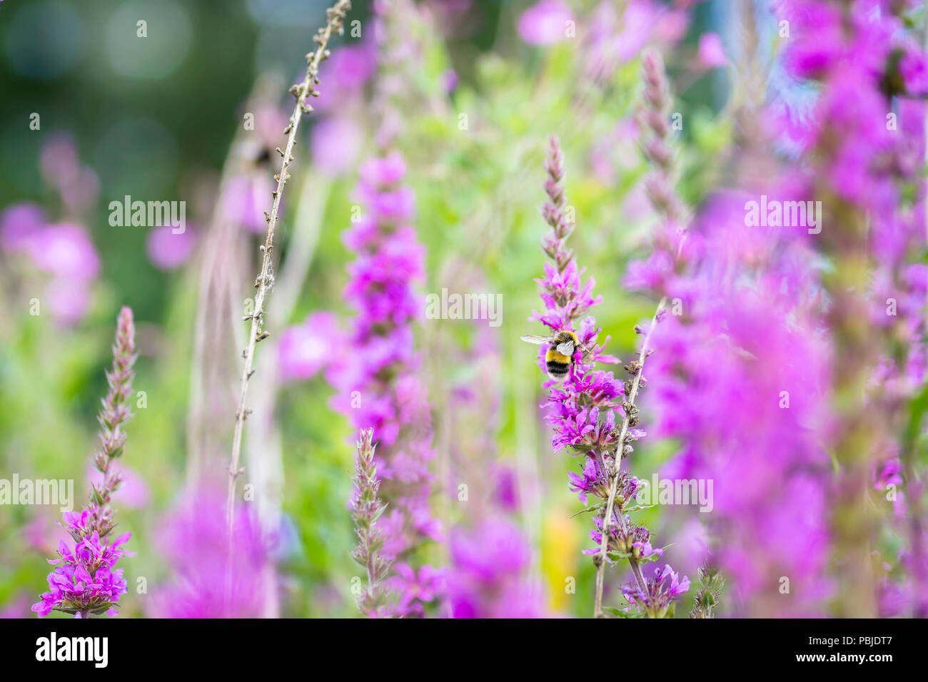 British meadow in summer full of violet flowers with bumblebee at work ...