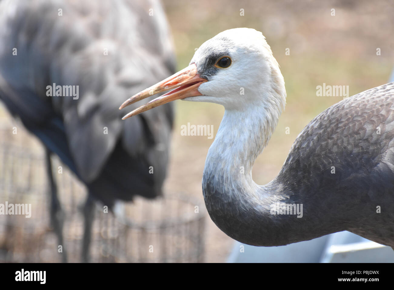 Marvelous birds hi-res stock photography and images - Alamy