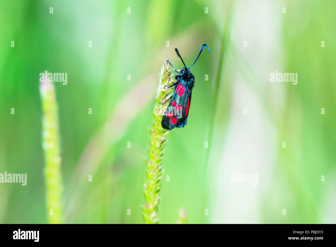 Six-spot burnet, Zygaena filipendulae, colorful moth with red spots on ...