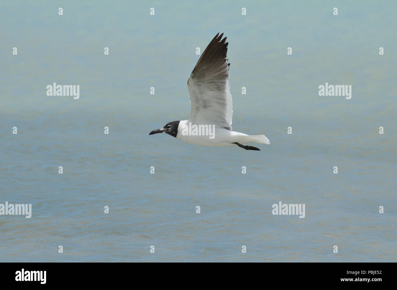 Gorgeous laughing gull flying with his wings extended in flight Stock ...