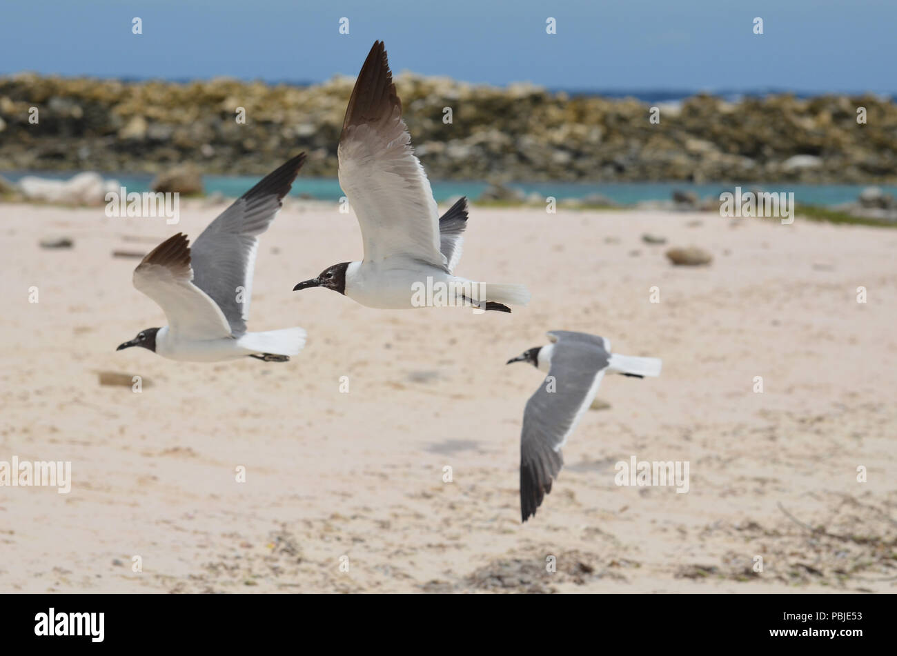 Baby beach with three flying laughing gulls in flight Stock Photo - Alamy