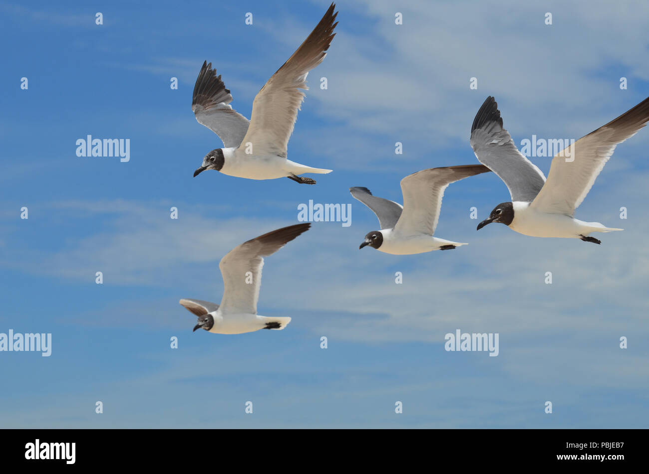 Group of four laughing gulls in flight Stock Photo - Alamy