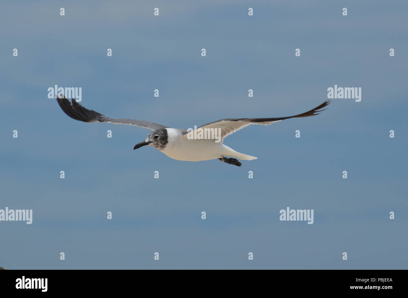 Laughing gull flying with wings in the skies Stock Photo - Alamy