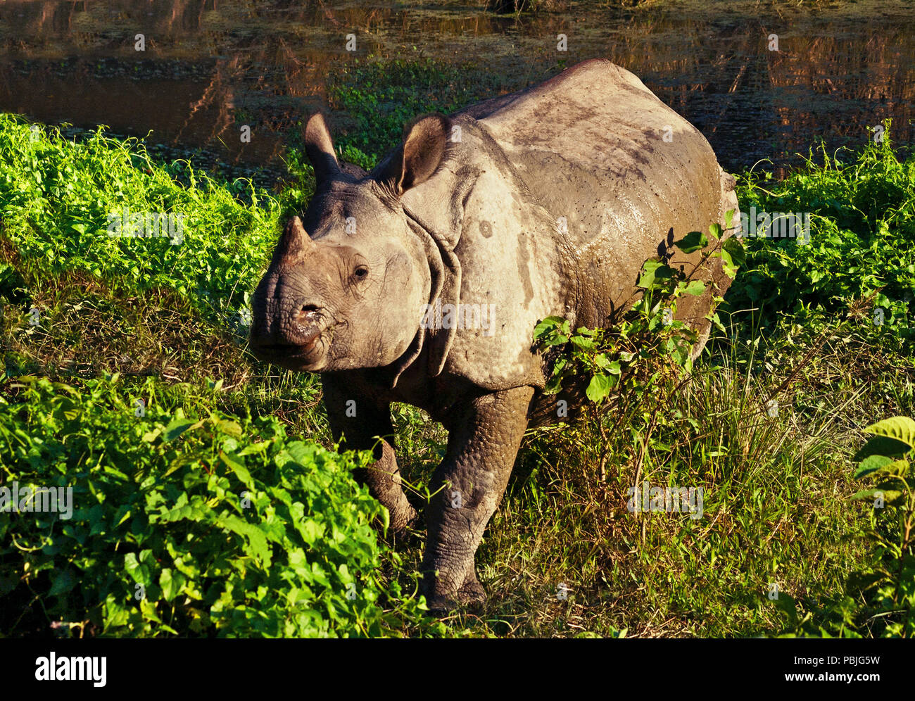 Indian one horned rhinoceros at Royal Chitwan national park in Nepal ...