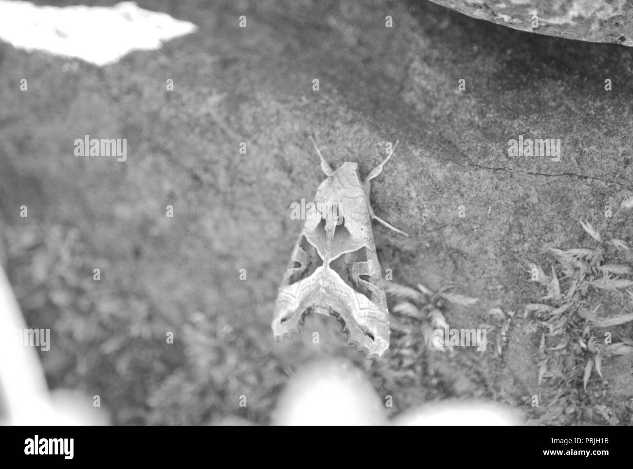 Angel Shades Moth Stock Photo - Alamy