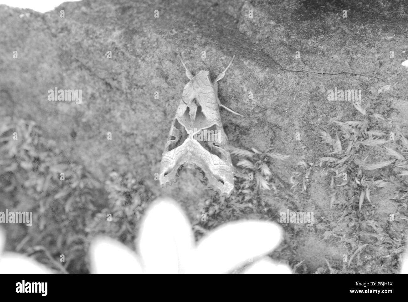 Angel Shades Moth Stock Photo - Alamy