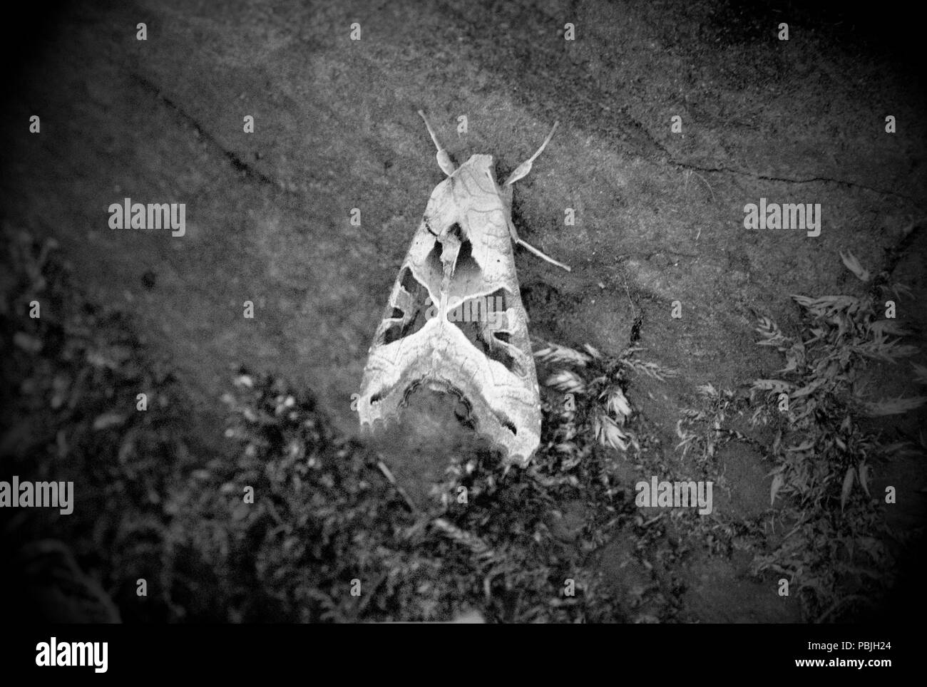 Angel Shades Moth Stock Photo - Alamy