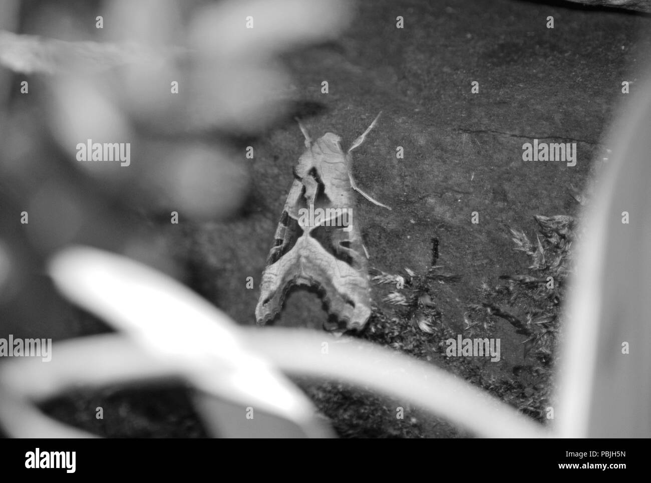 Angel Shades Moth Stock Photo - Alamy