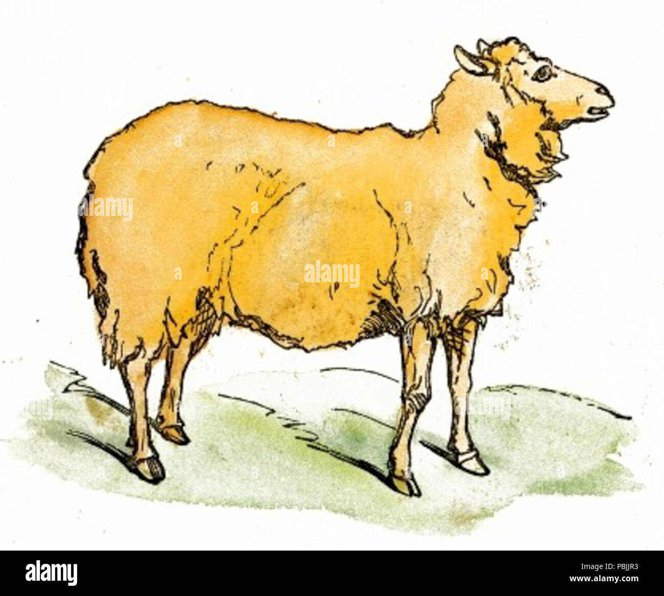 Pastoral farm drawing Cut Out Stock Images & Pictures - Alamy