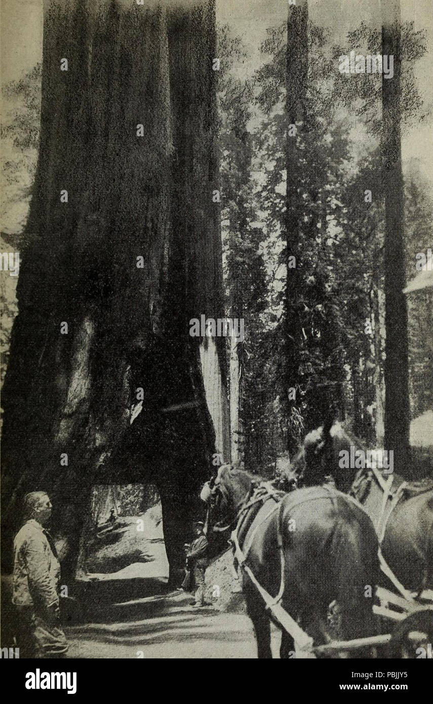 The wawona tree hi-res stock photography and images - Alamy
